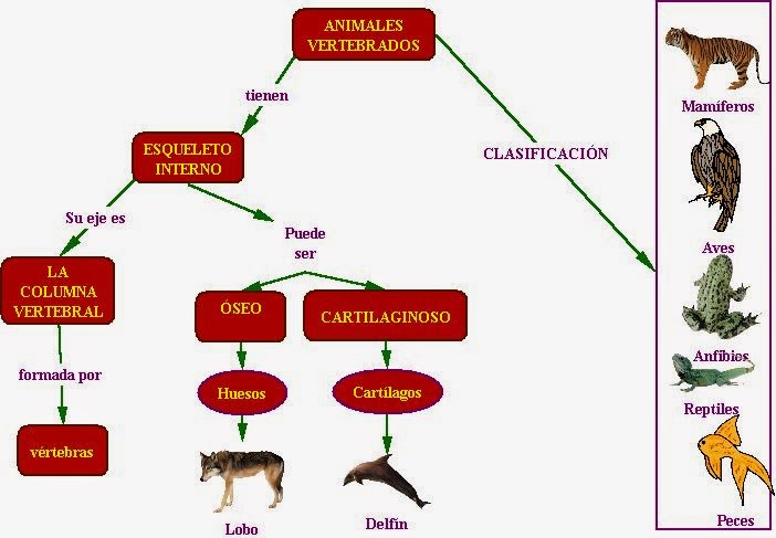 ANIMALES VERTEBRADOS E INVERTEBRADOS: Clasificación de los animales ...