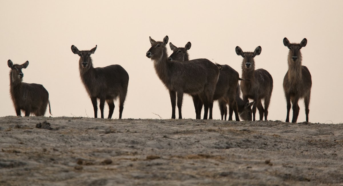 The f8 Group: Photography and Occasional Commentary: Collective Nouns