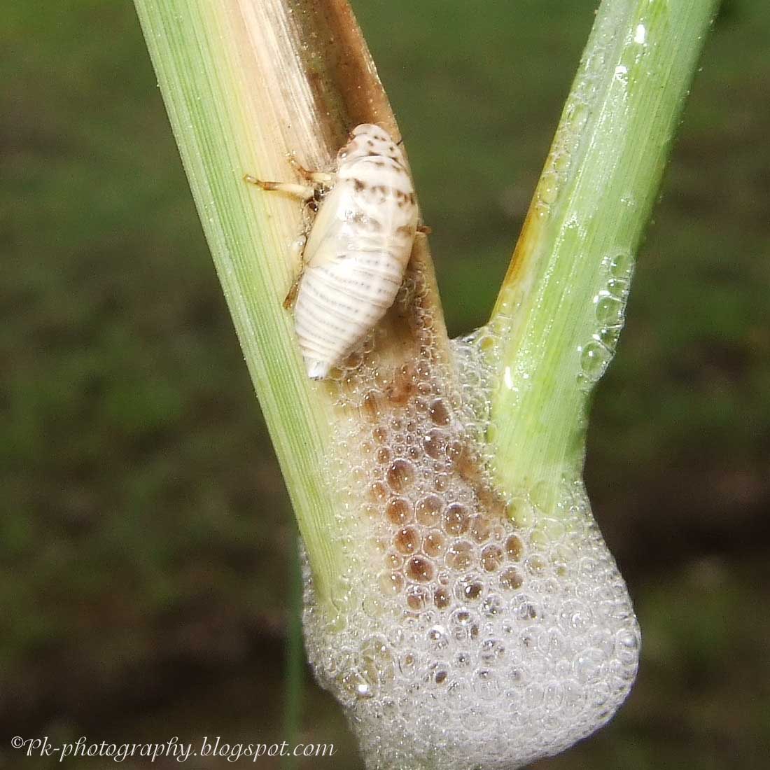 Spittle Bug | Nature, Cultural, and Travel Photography Blog
