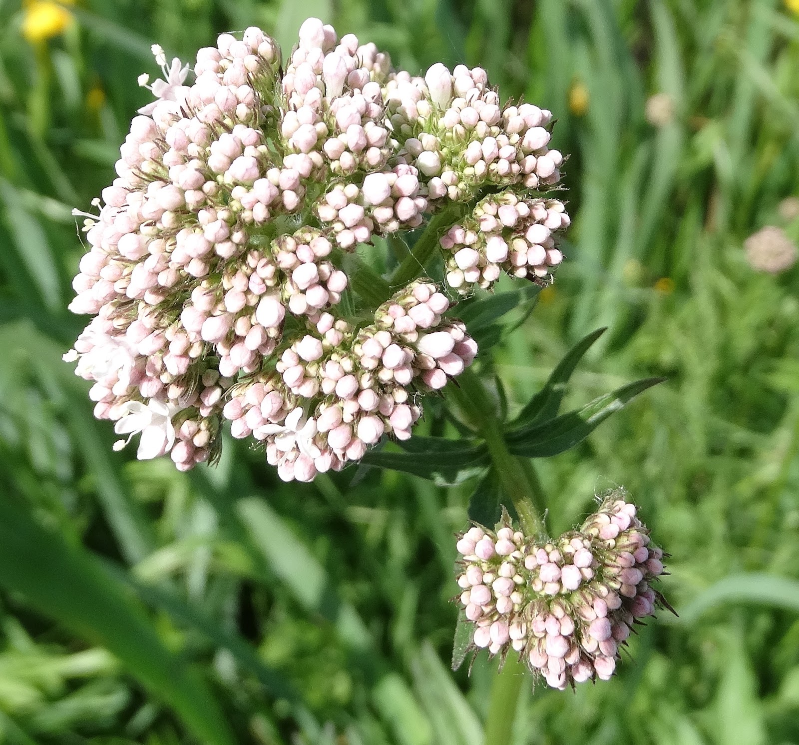 oog voor de natuur: Echte valeriaan (Valeriana officinalis) gaat bloeien.