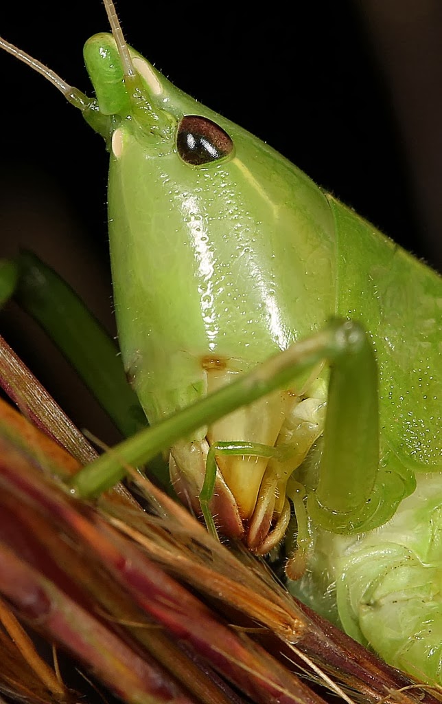 Ohio Birds and Biodiversity: Singing insects' swan song