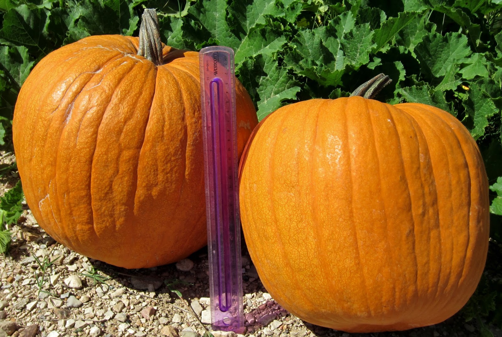 All Energies: Calabasa