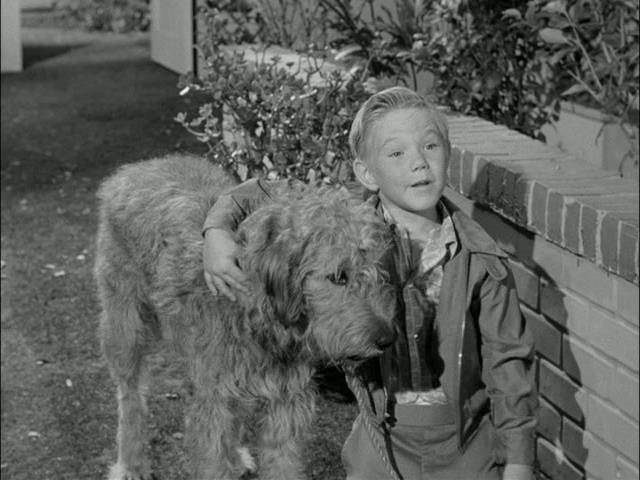 Cultureshark: Hazel: The Early Years: "A Dog for Harold"