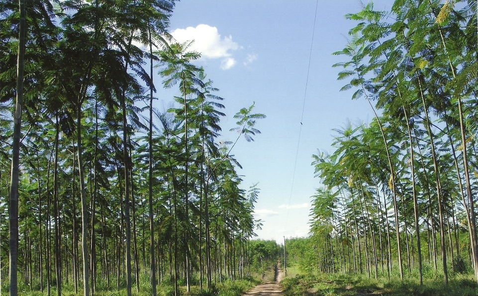 PARICÁ RONDÔNIA: ÁRVORES DE PARICÁ