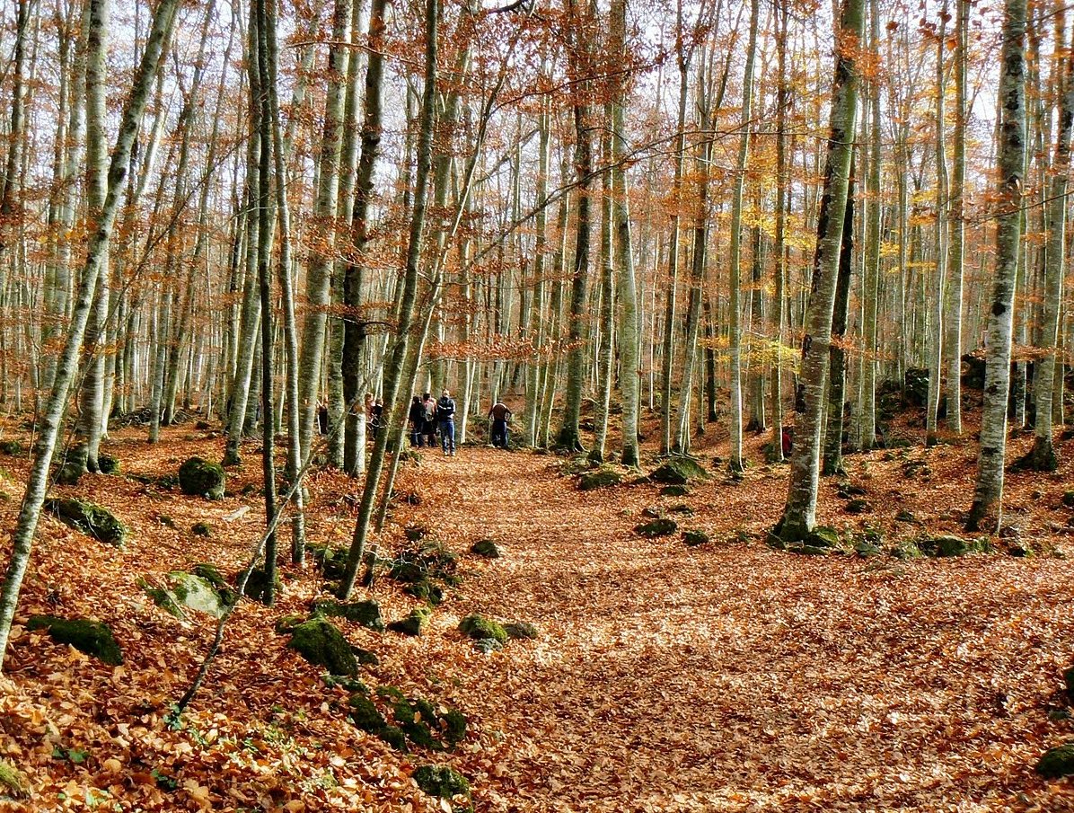 La Fageda d’en Jordà