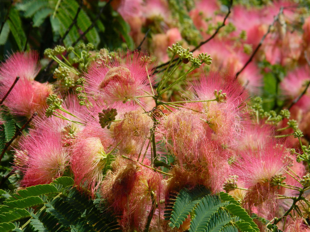LA MULTI ANI, ROMANIA!: Flori rosii exotice