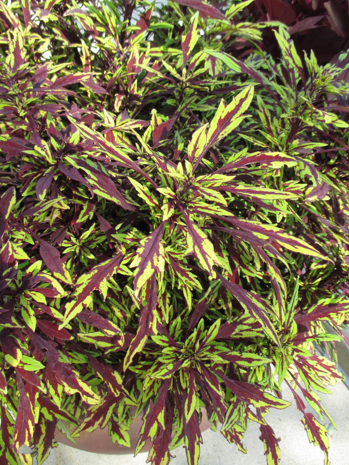 Rotary Botanical Gardens - Hort Blog: New Coleus For Consideration