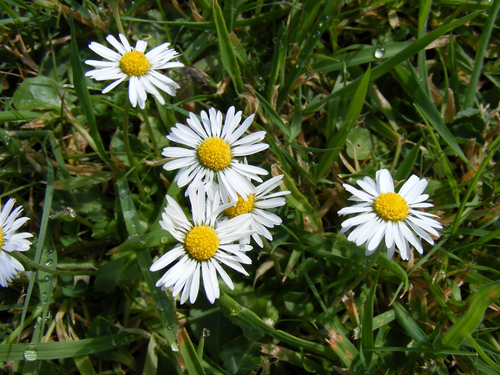 photographing New Zealand: tiny lawn daisies