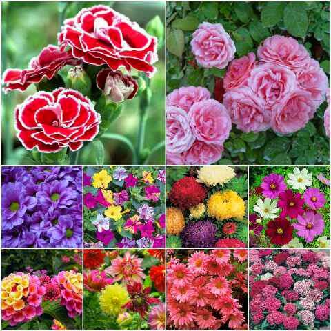 Bibit Bunga Cantik Import / 40 Seed 8 Jenis Varian - Benih Tanaman ...