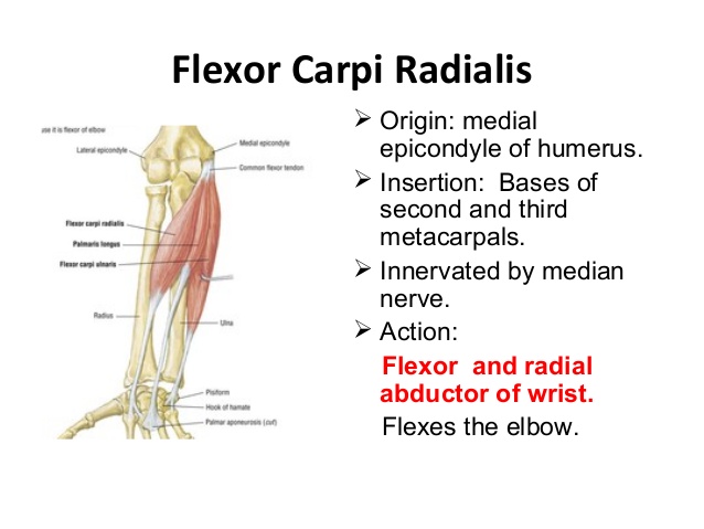 橈側屈腕肌(Flexor Carpi Radialis muscle, FCR) | 職能治療陪你居家復健