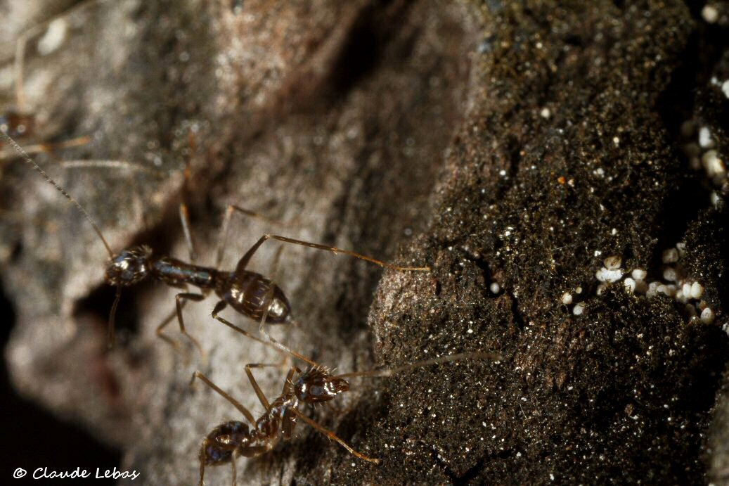 fourmis de Cuba- Hormigas de Cuba- Ants of Cuba: Paratrechina longicornis