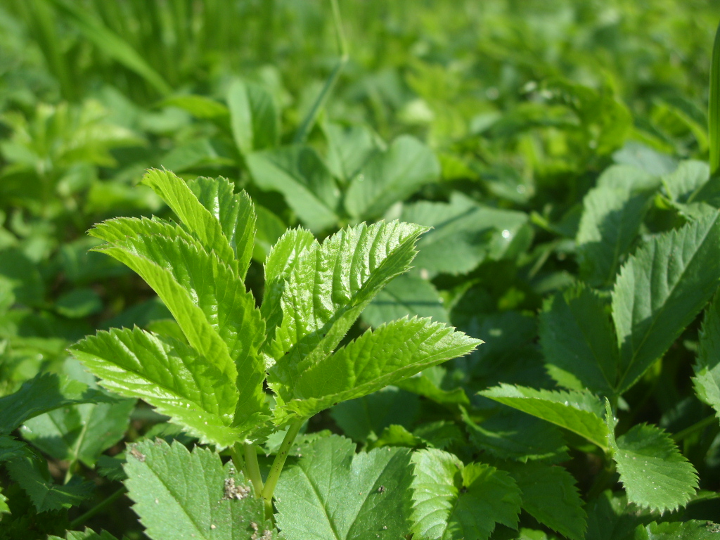 Wiedźma na swoim: Podagrycznik pospolity (Aegopodium podagraria L.)