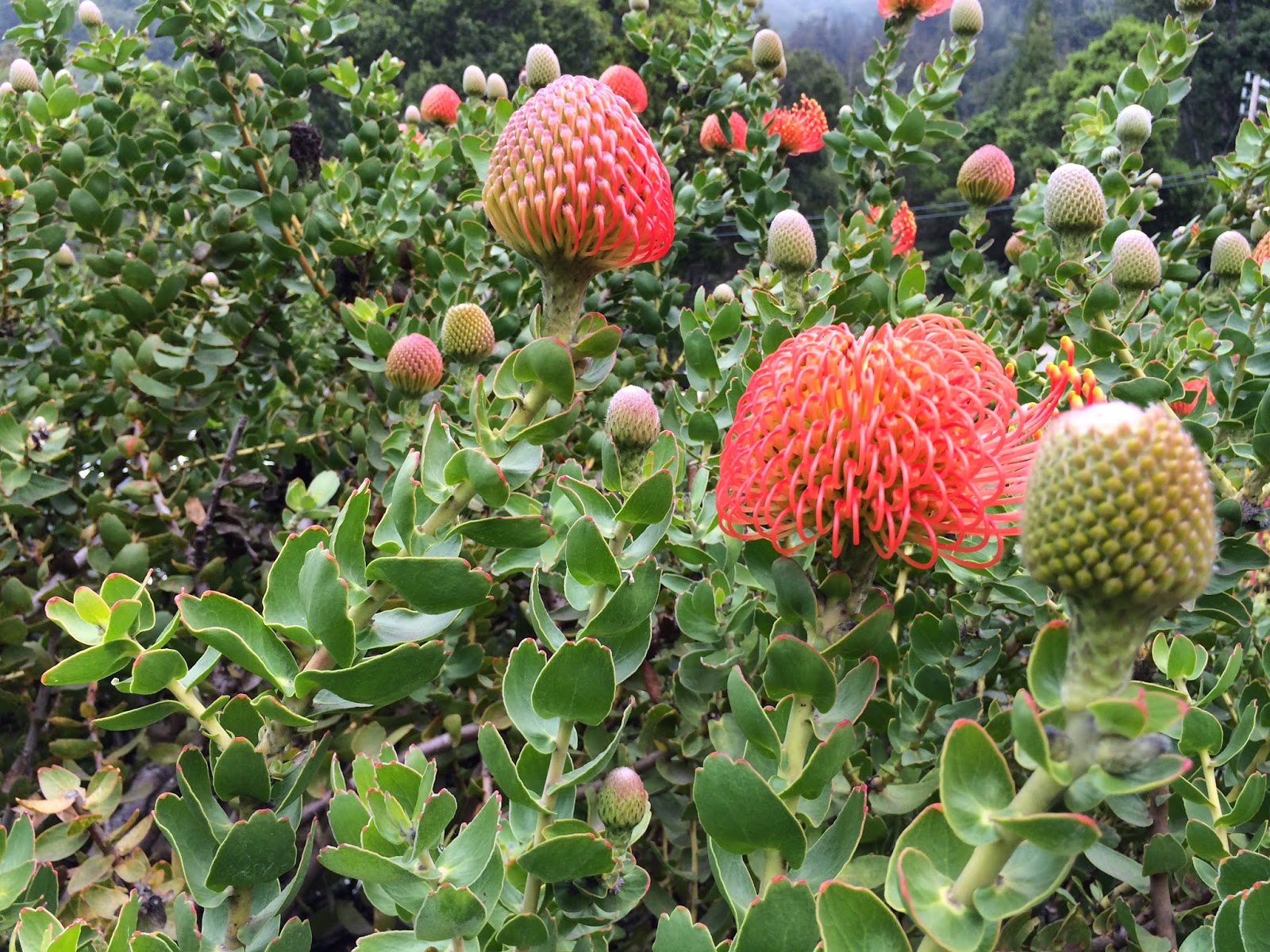 My Favorite Stops in Big Sur - Northern California Style