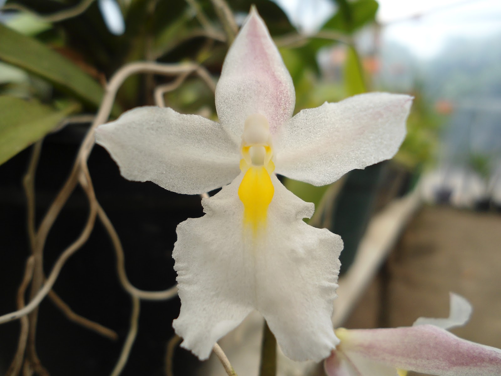 Orquidário Belas Flores: Orquídeas Raras e Exóticas