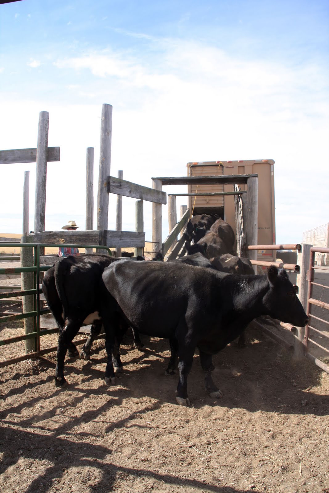 Double H Photography: Loading a Cattlepot
