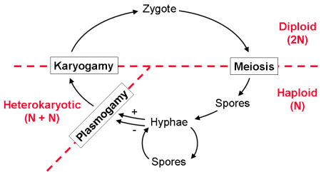 Nature: Plants and its five kingdom classifications