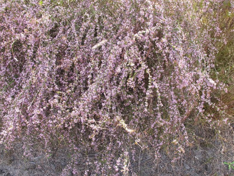 Esperance Wildflowers: Astartea astarteoides – False Baeckea