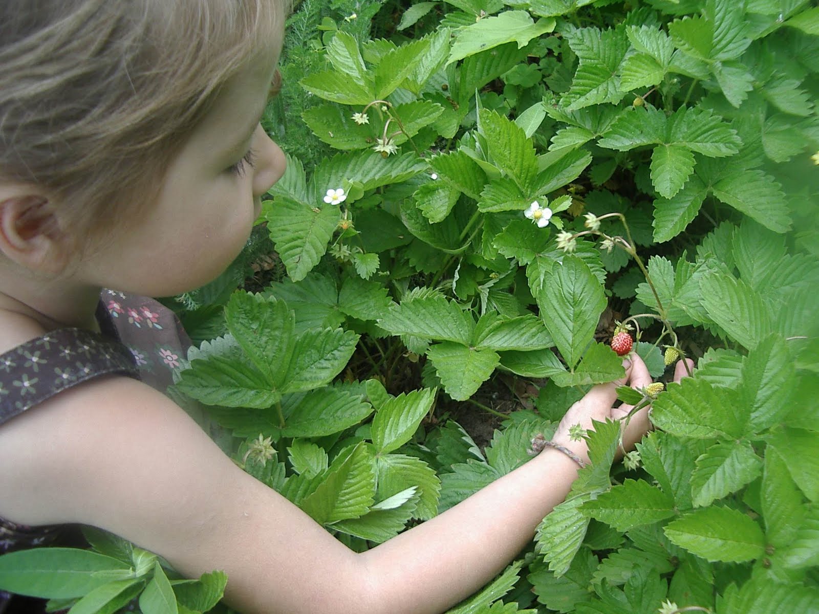 Little City Farm: First strawberries - and making strawberry wine