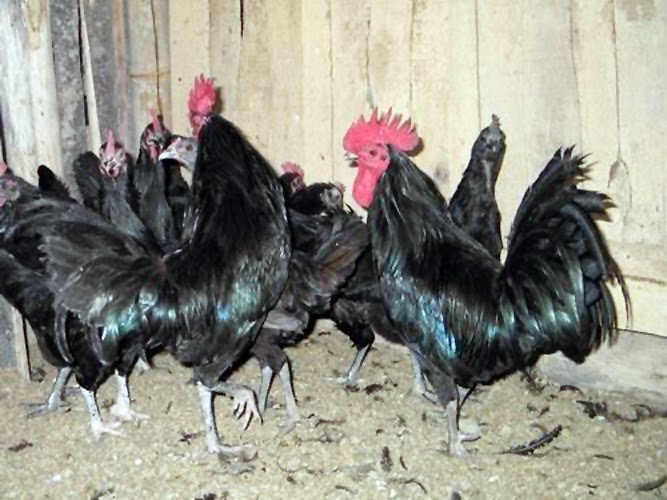 Mengenal Ayam Kampung | Belajar Unggas