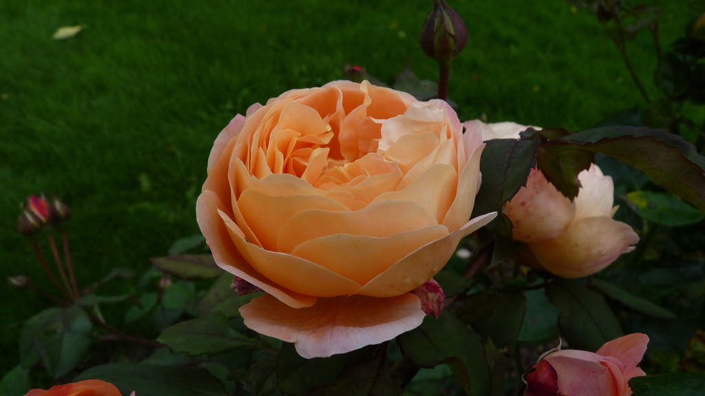 Høneballehaven på Samsø og Hellerupvej på Fyn: Forår og havevejr