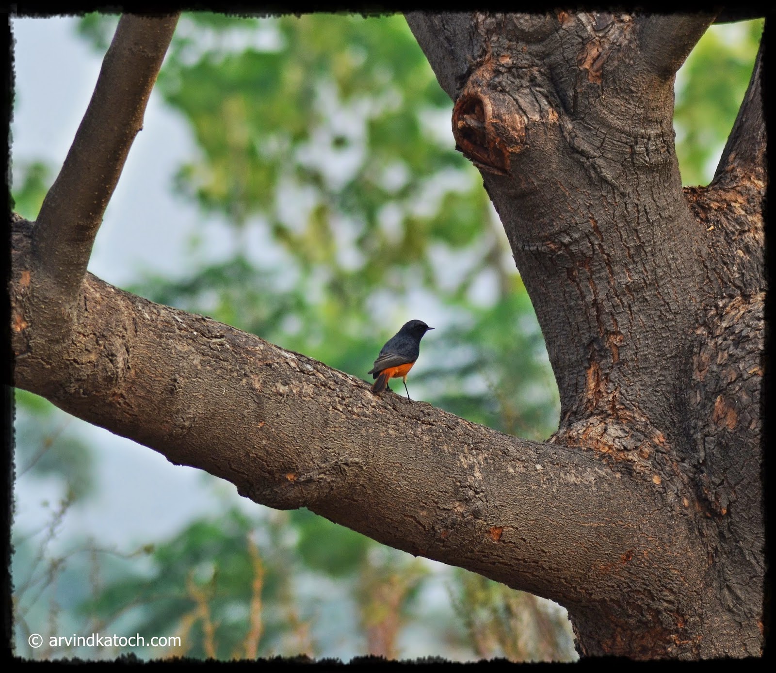 A Small Bird on the Tree
