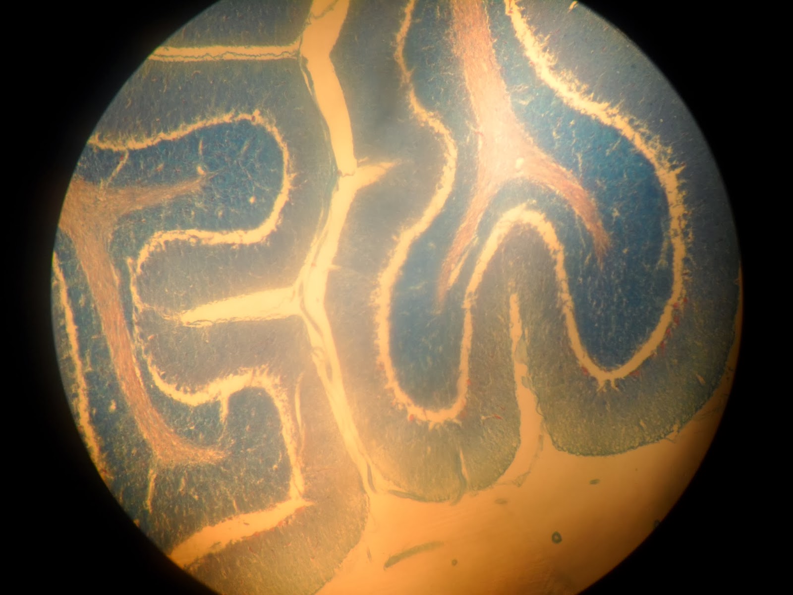 Ourlad's Paradigm: Nervous Tissue