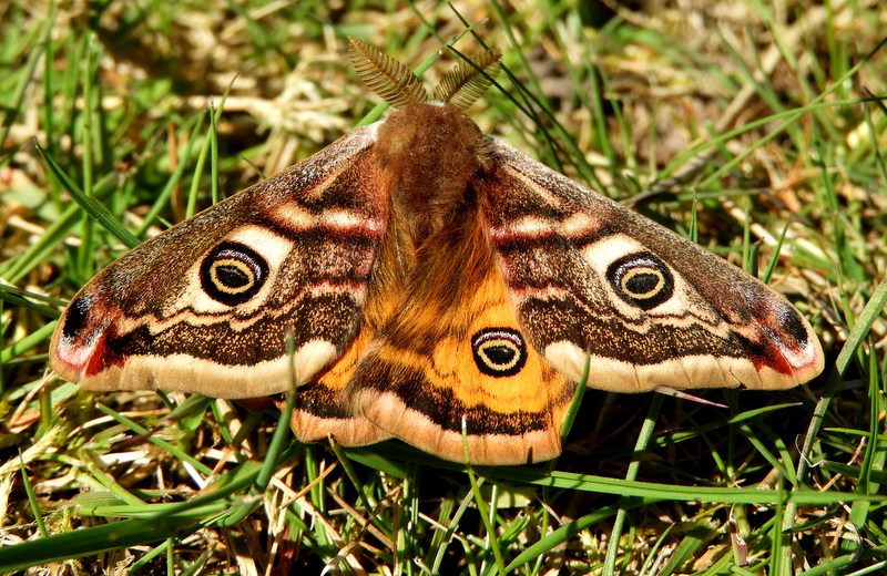 birdingexmouth: Emperor Moth