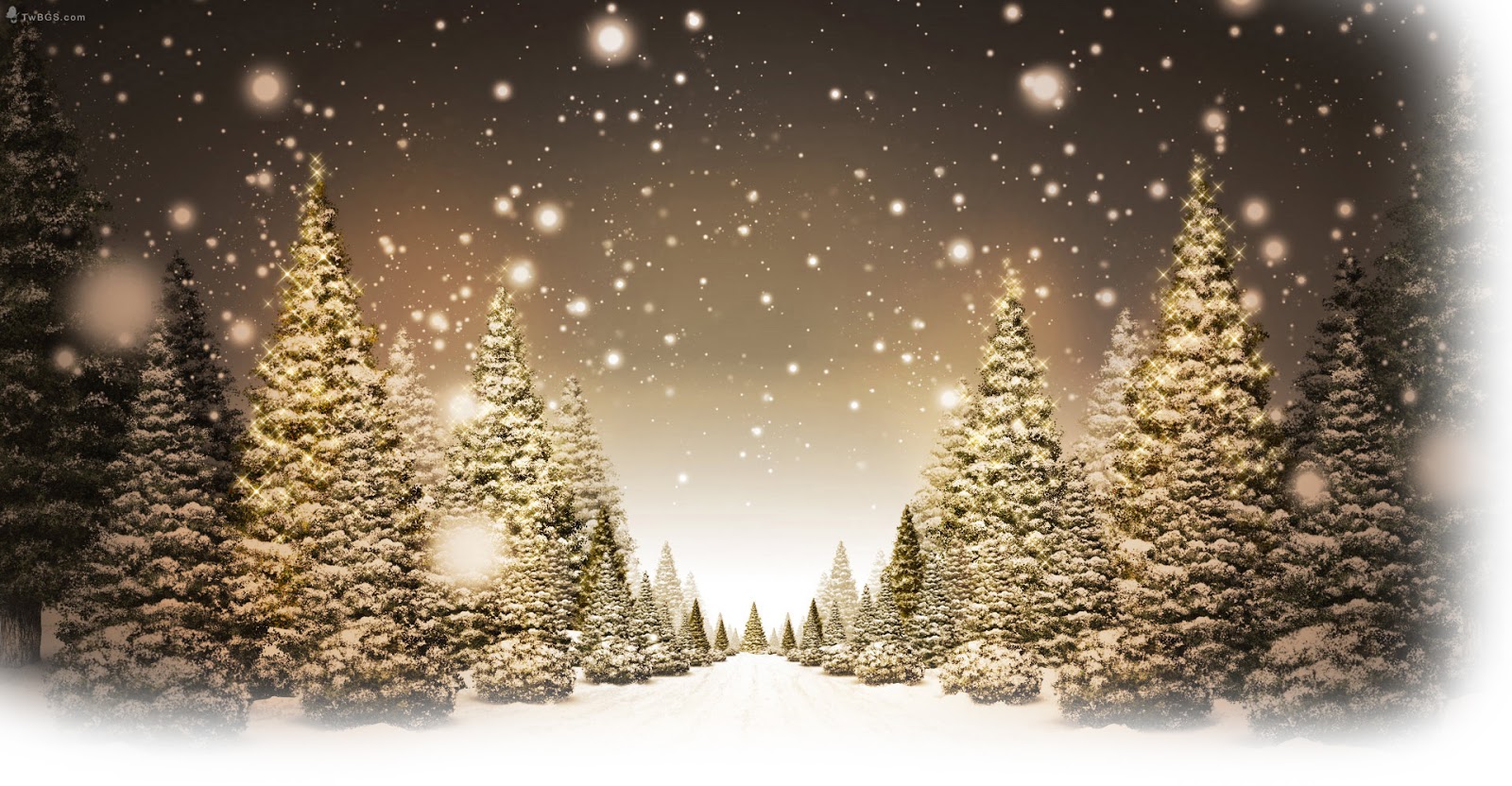 wallpapernarium: Bello bosque lleno de pinos llenos de nieve