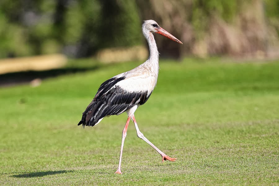 Birds of Saudi Arabia: Western White Stork showing well – Dhahran Hills