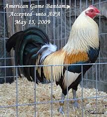 ABOUT ANIMALS AND BIRDS : AMERICAN GAME BANTAM HEN