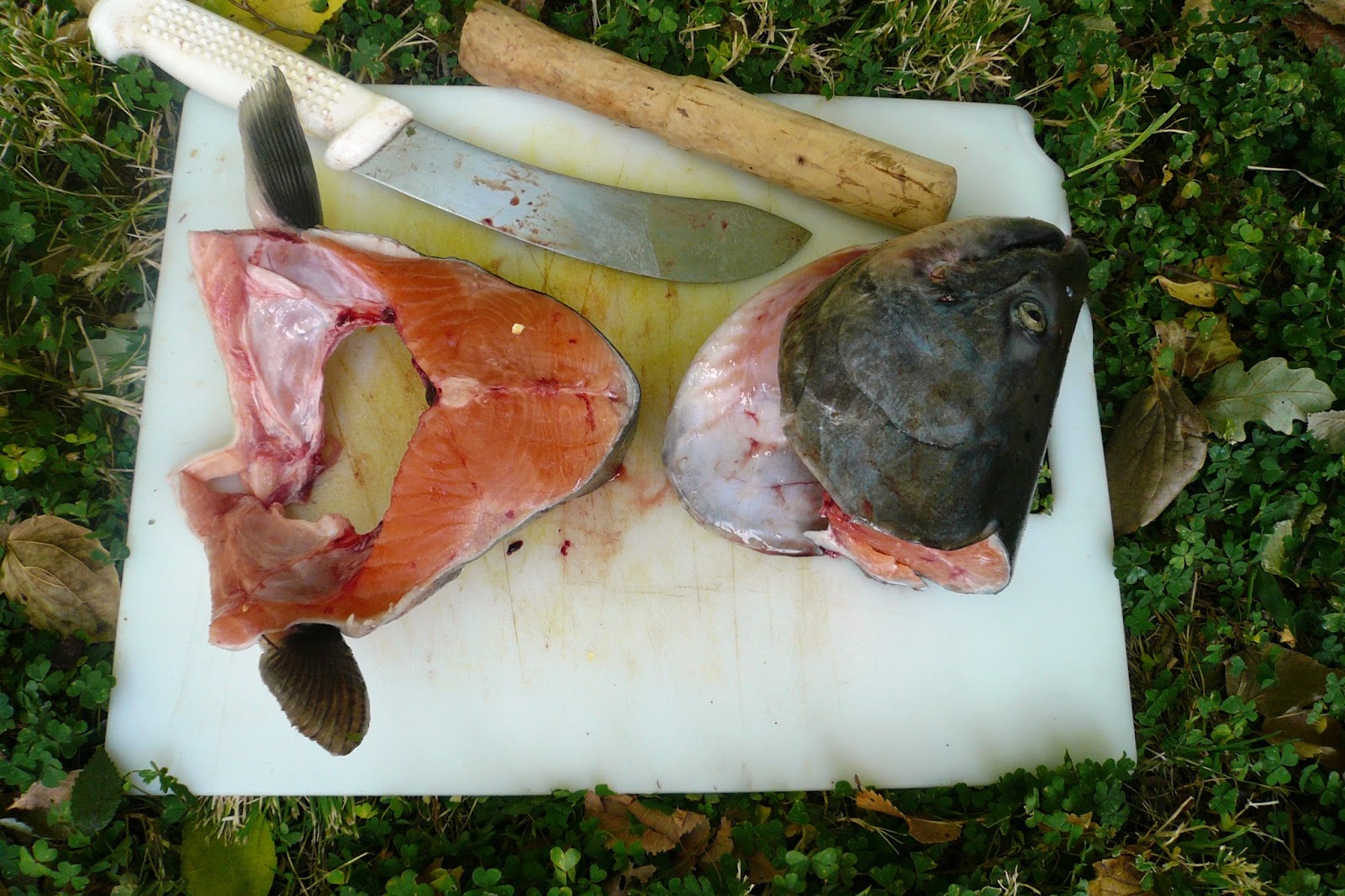 Countryman: Foraging California's Wild Side: How to Cut a Large Fish ...