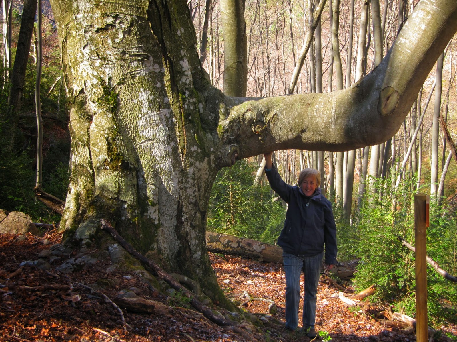 BUSCO ARBRES SINGULARS: El faig "Setrill", arbre monumental al Pedraforca