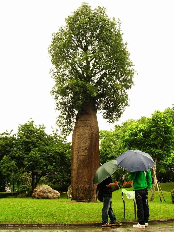 Aspundir: Amazing Bottle Tree Brachychiton Rupestris of AUSTRALIA