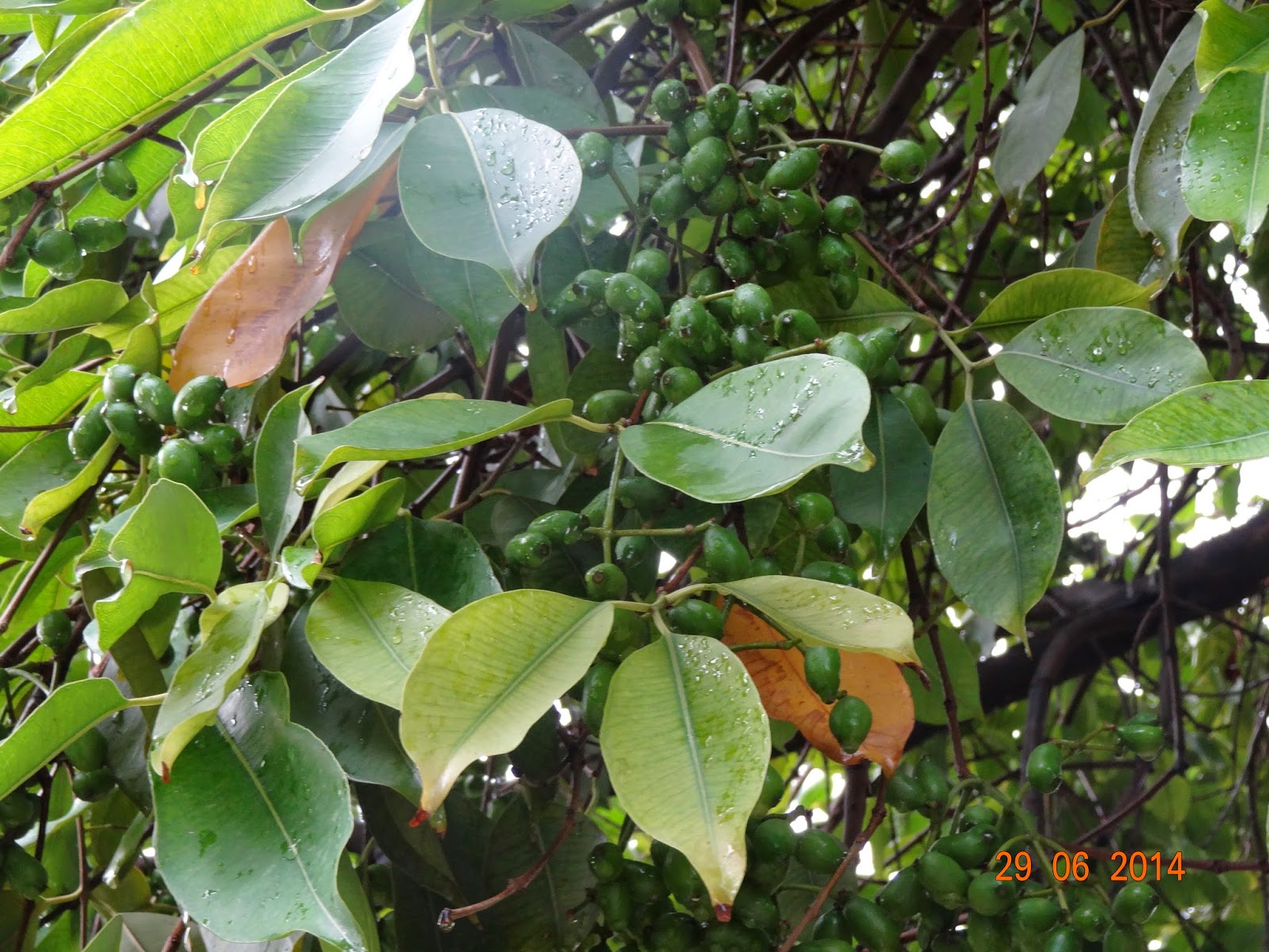 Plants of Lahore - Pakistan: Syzygium cumini- Jambolan Plum- Jaman tree