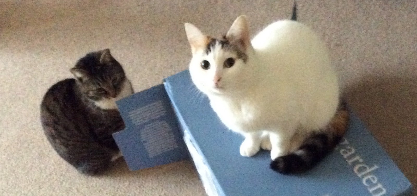 Gary Terzza's Voice-Over Blog UK: Thinking Outside The Voice-Box