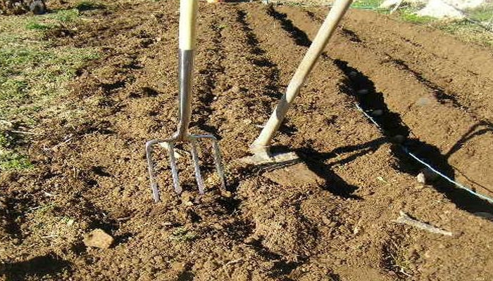 proceso para sembrar maiz