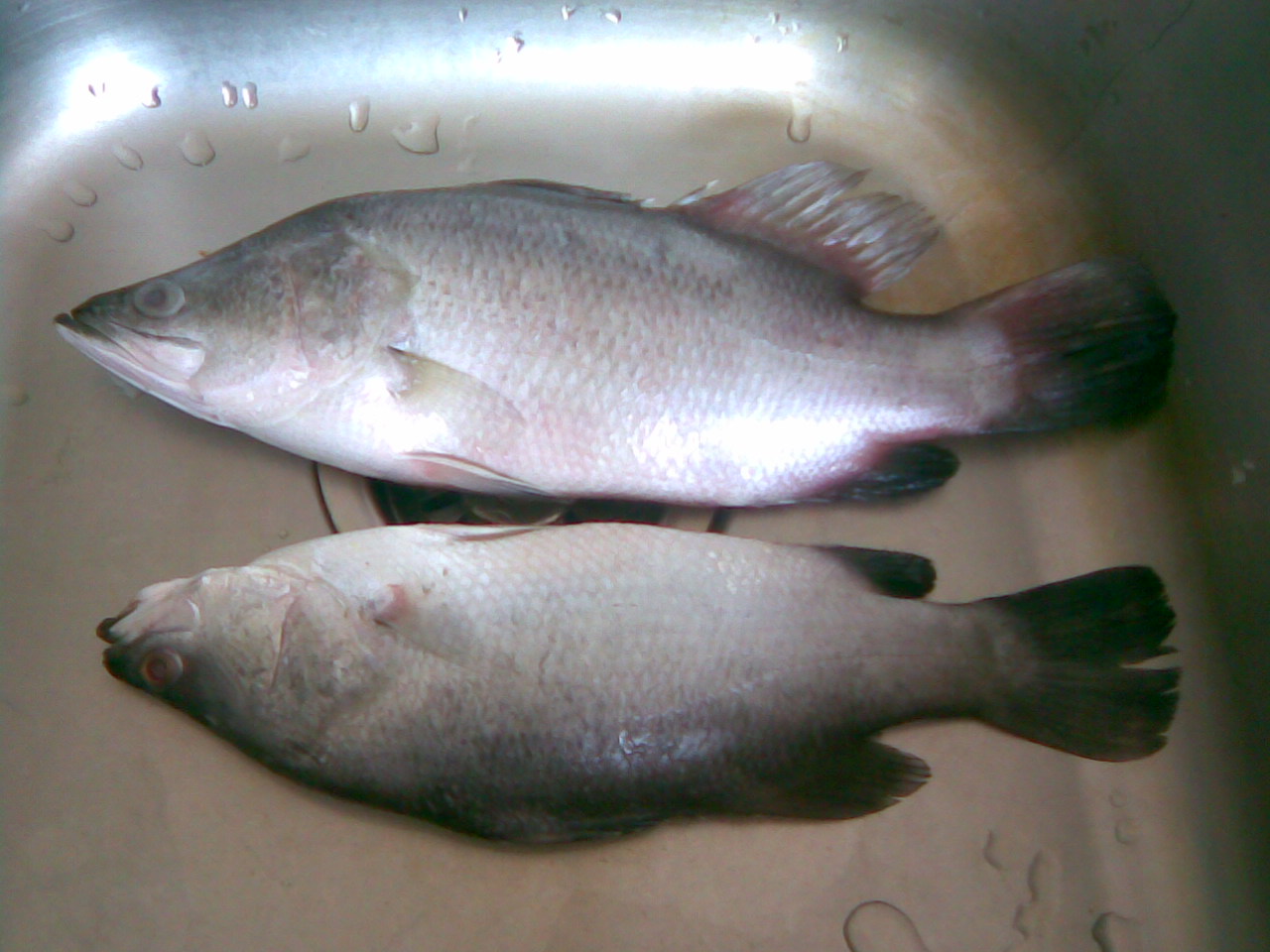 Diangkufaridah: Ikan siakap stim