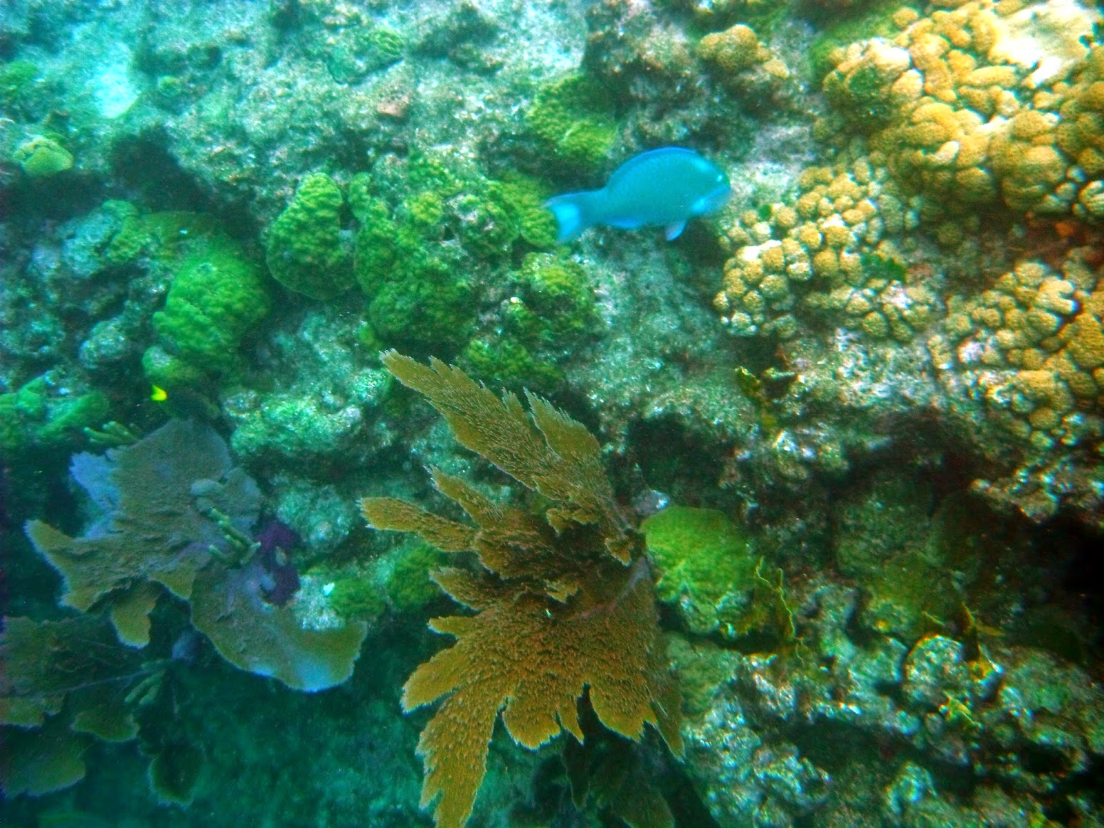 From Here to There: Favorite Places: Looe Key