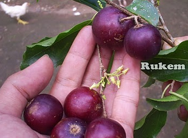 Buah Langka yang Enak - Deadux