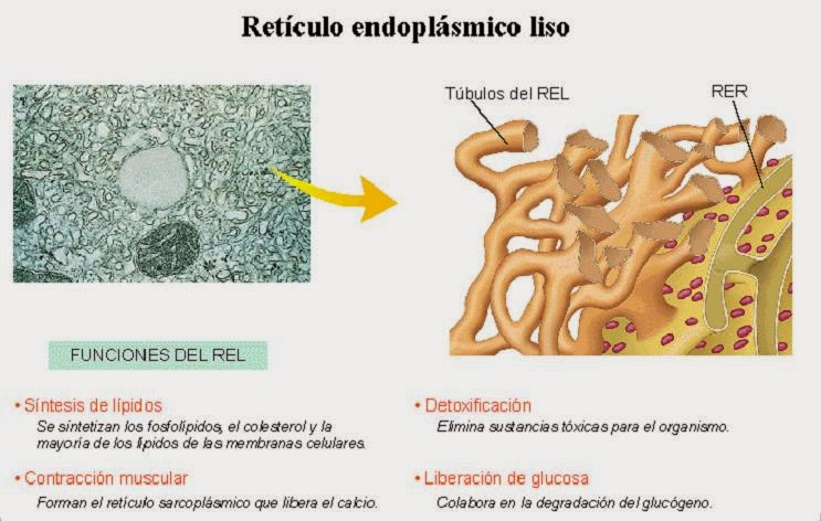 La Célula: Retículo Endoplásmico Liso