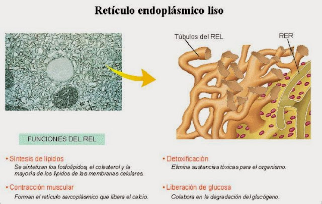 La Célula: Retículo Endoplásmico Liso