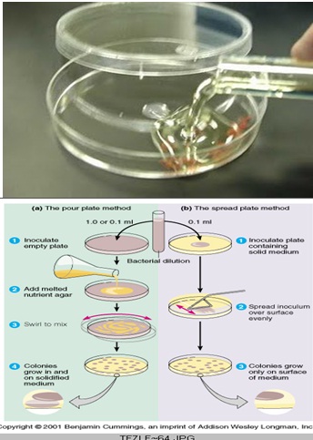 Biology: Laporan Praktikum Mikrobiologi : Teknik Isolasi