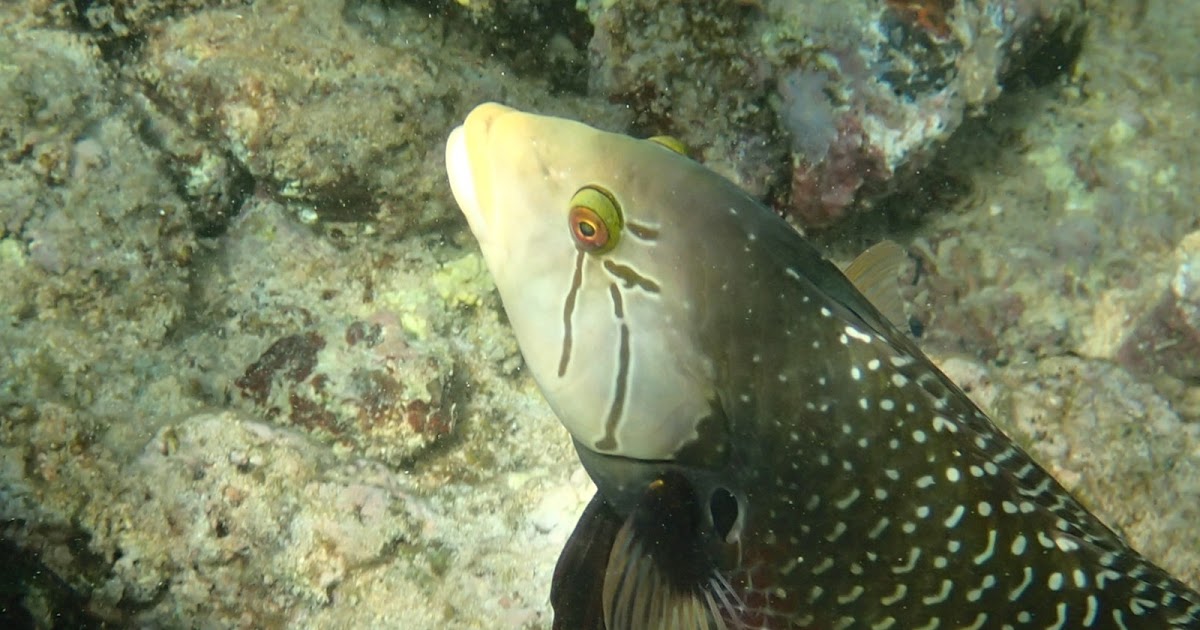 Kauai anew!: Do Rock Mover Wrasse have scales?