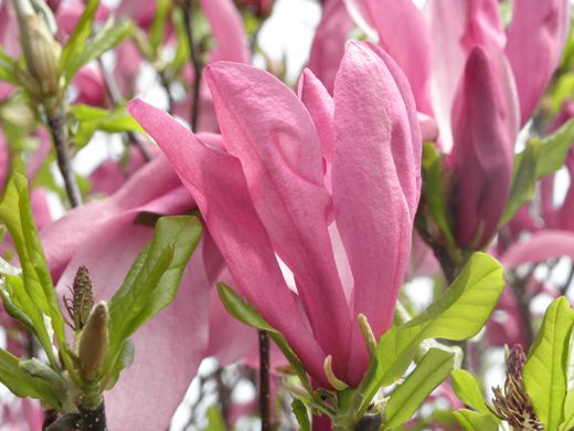 Himalayan Flower Nursery: Susan Magnolia