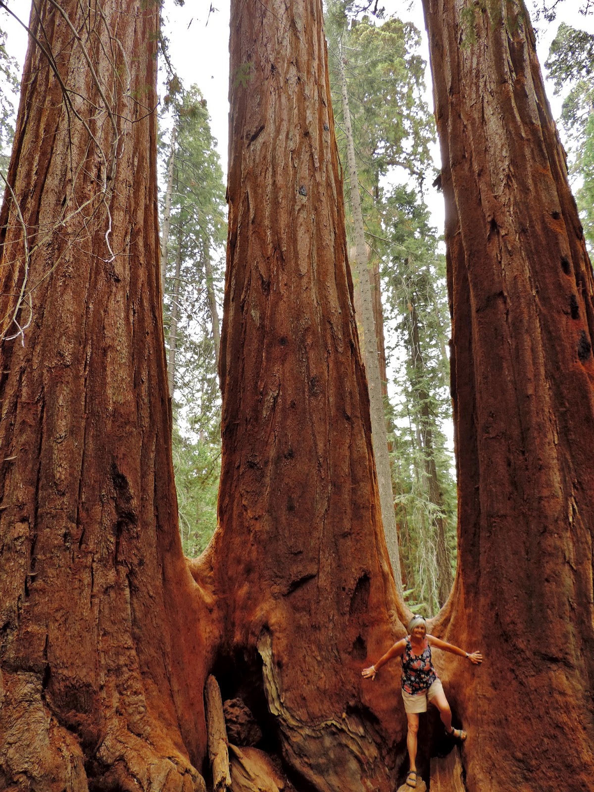 2015 TRAVELS : TRAIL OF 100 GIANTS, GIANT SEQUOIA NATIONAL MONUMENT ...