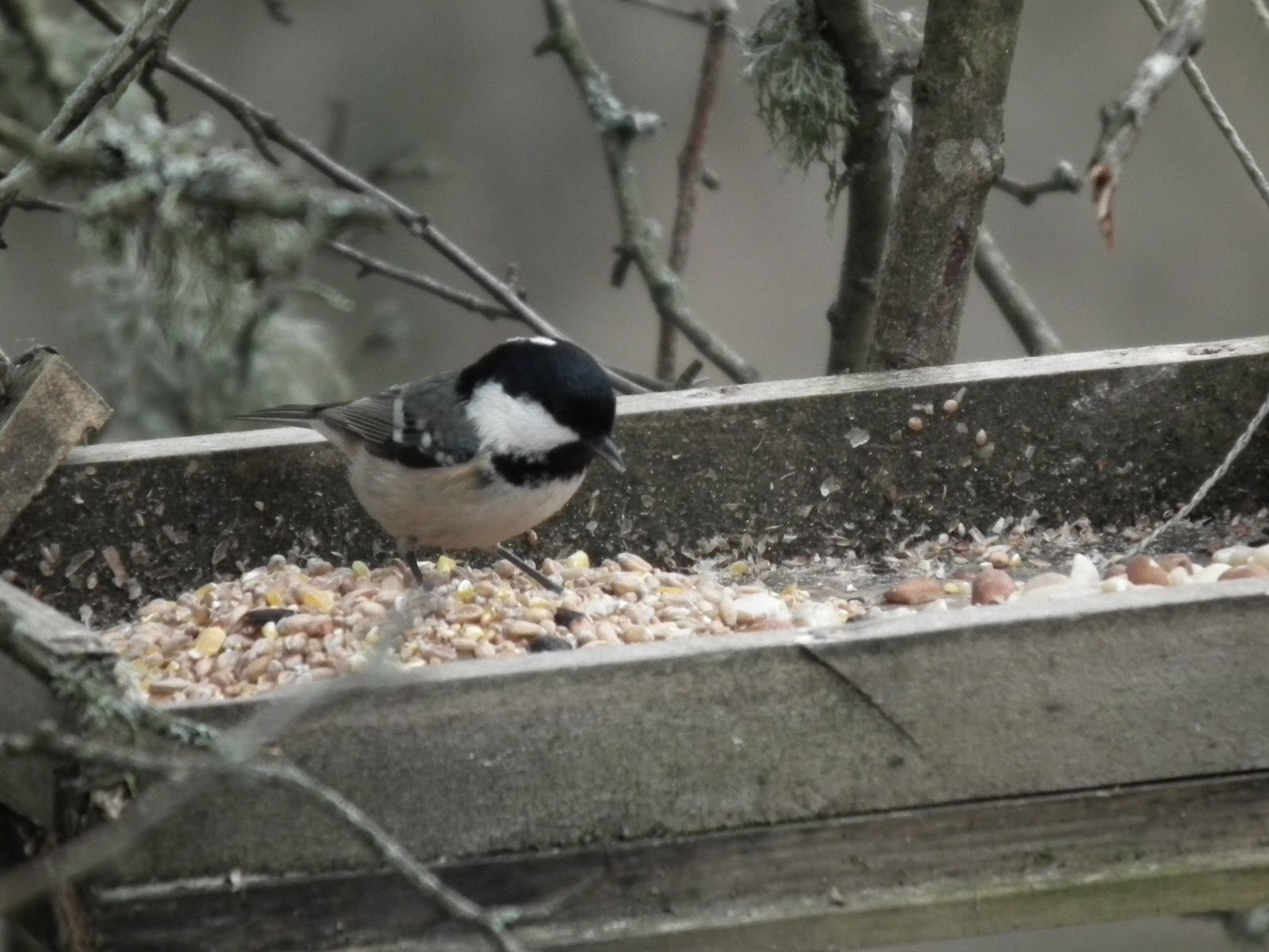 The Life and Times of this Old Git: Latest Bird blog
