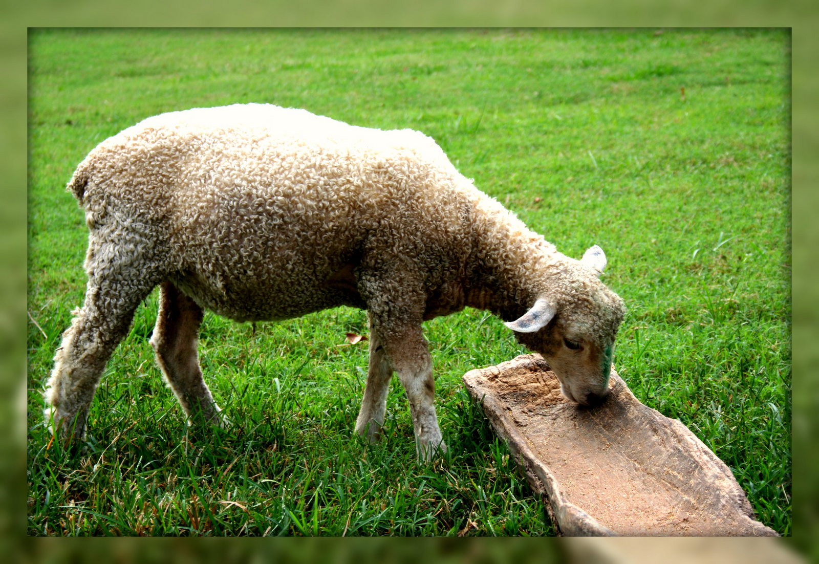 Living In Williamsburg, Virginia: City Sheep, Colonial Williamsburg ...