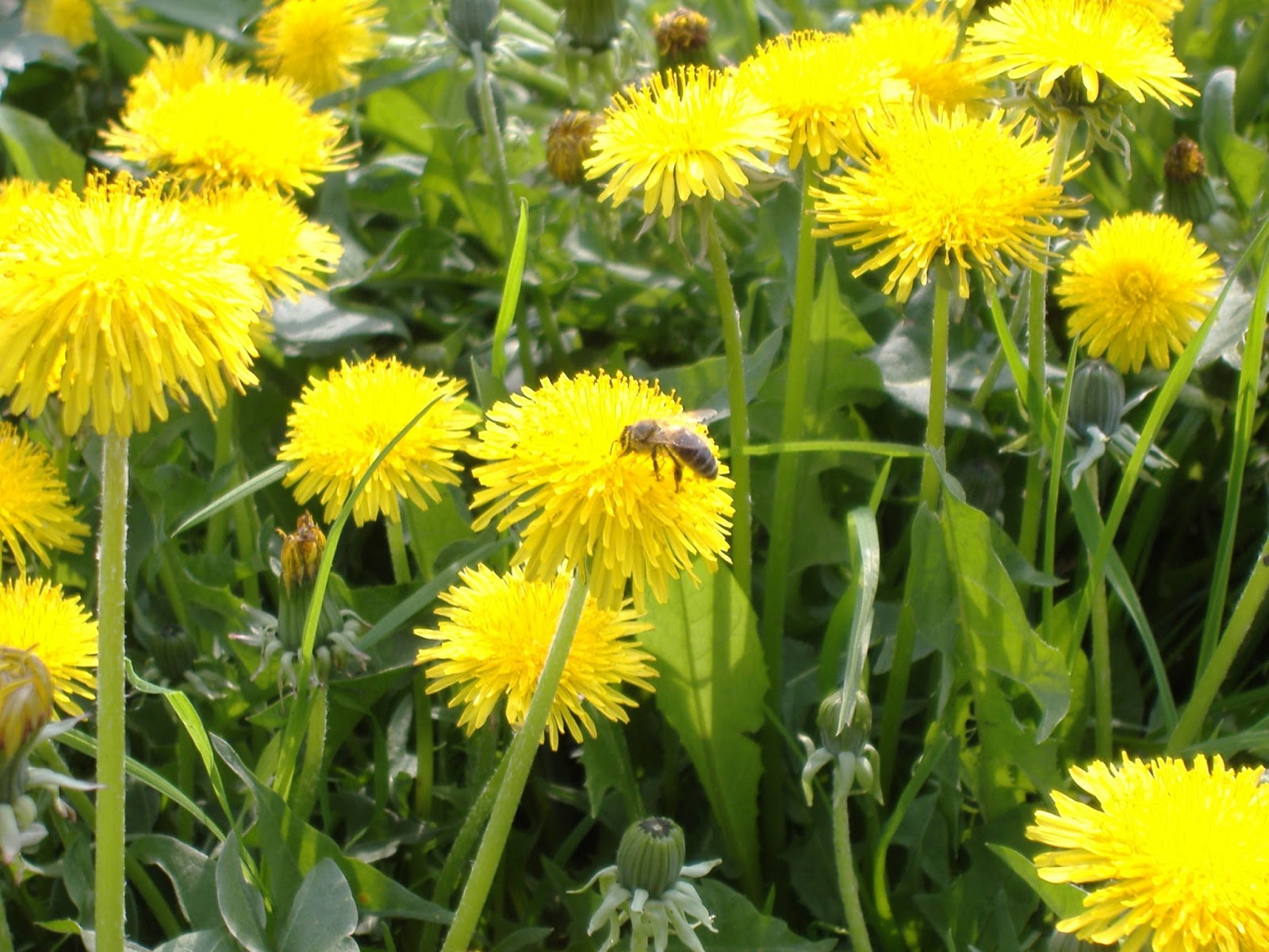 Őrségi parasztházunk: Pitypang