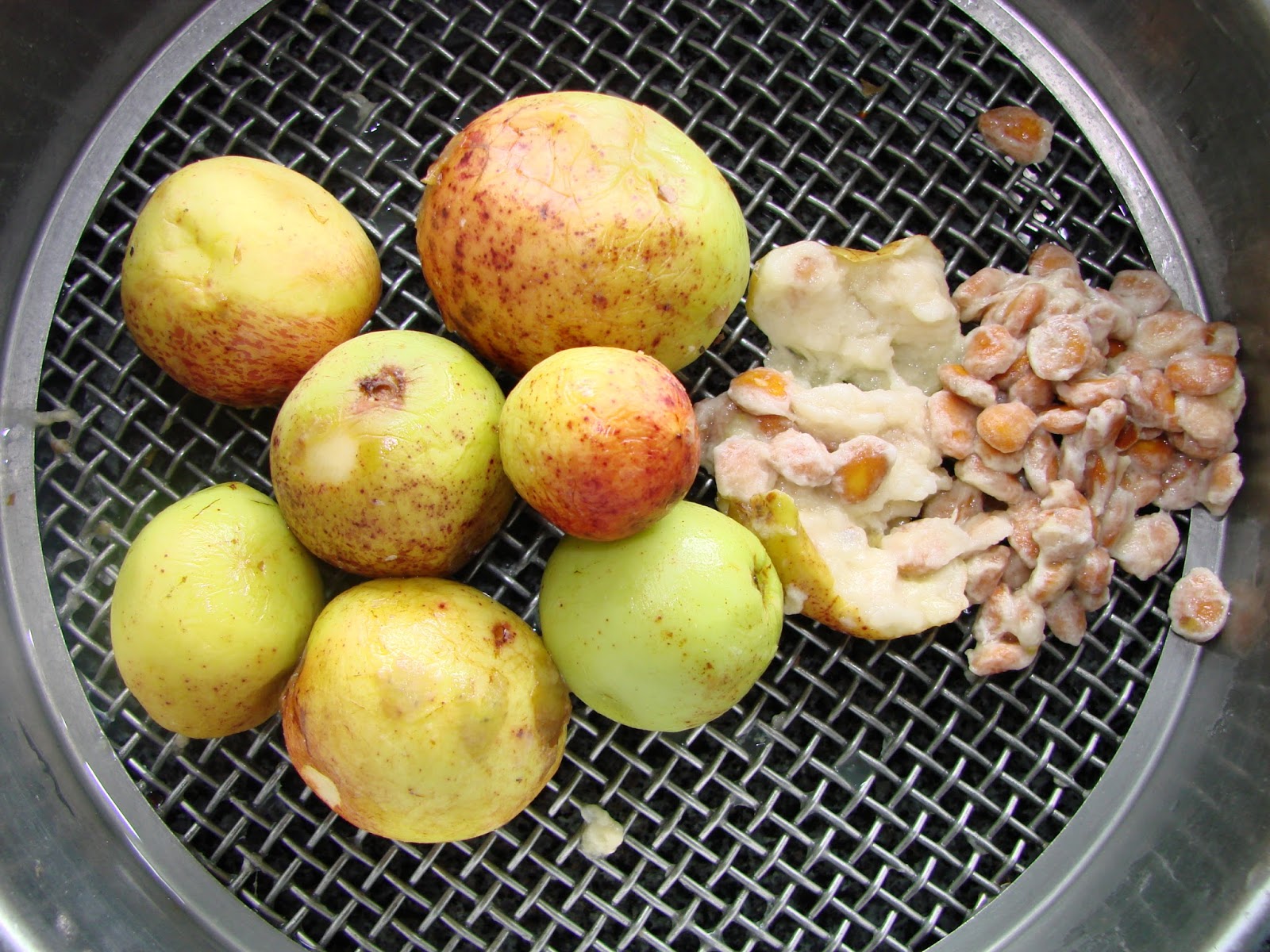 Mangaba - Hancornia speciosa