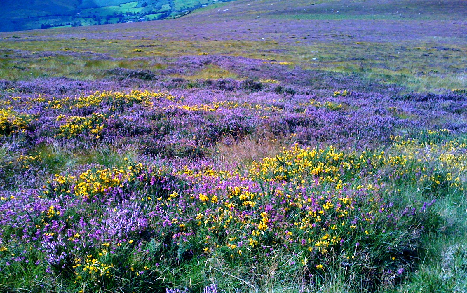 Louise Phillips Writer: The Wild Heather is a blazing!